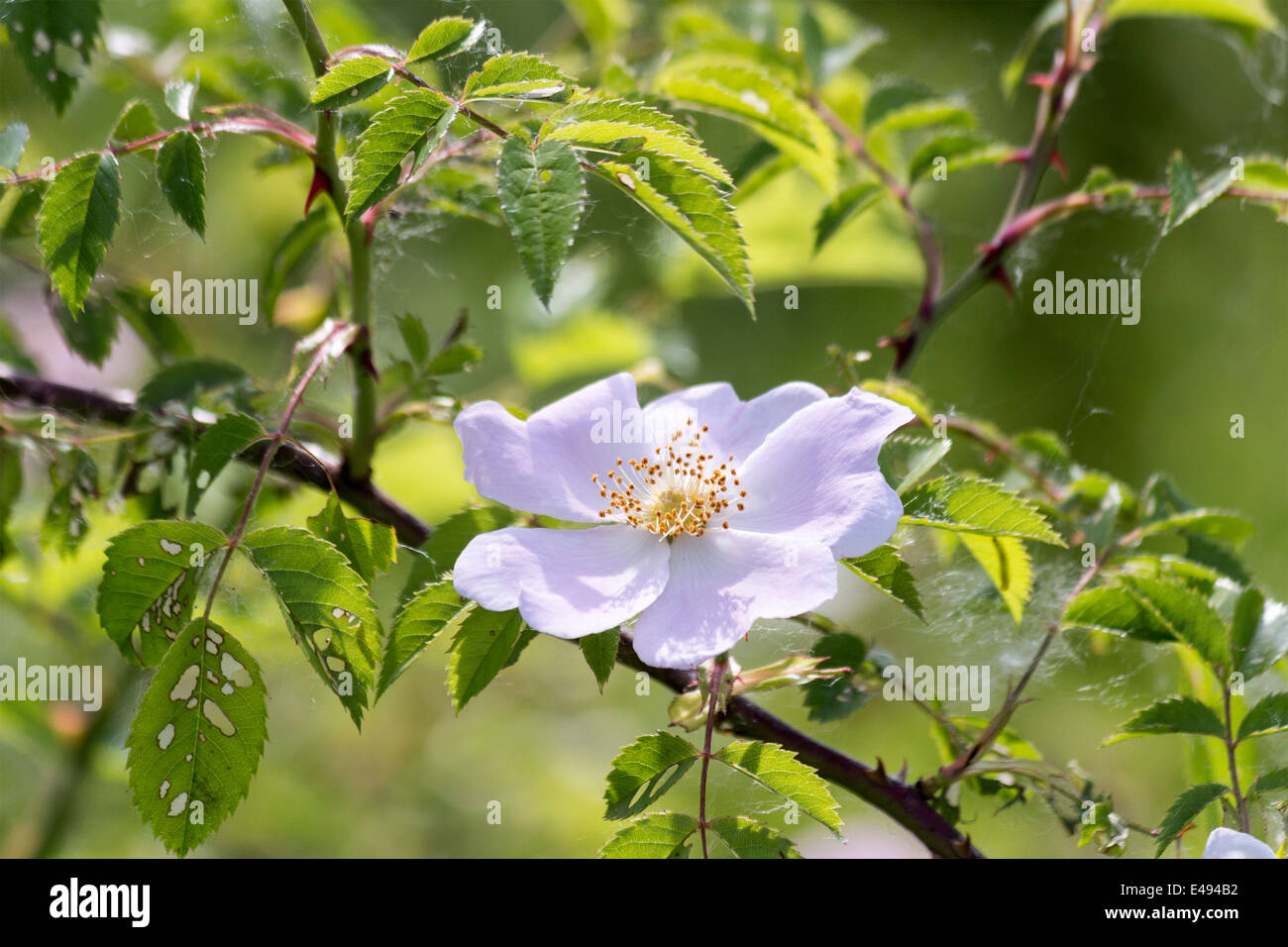 Lavender flower on a tree in the Leslie St Spit or Tommy Tompson Park ...