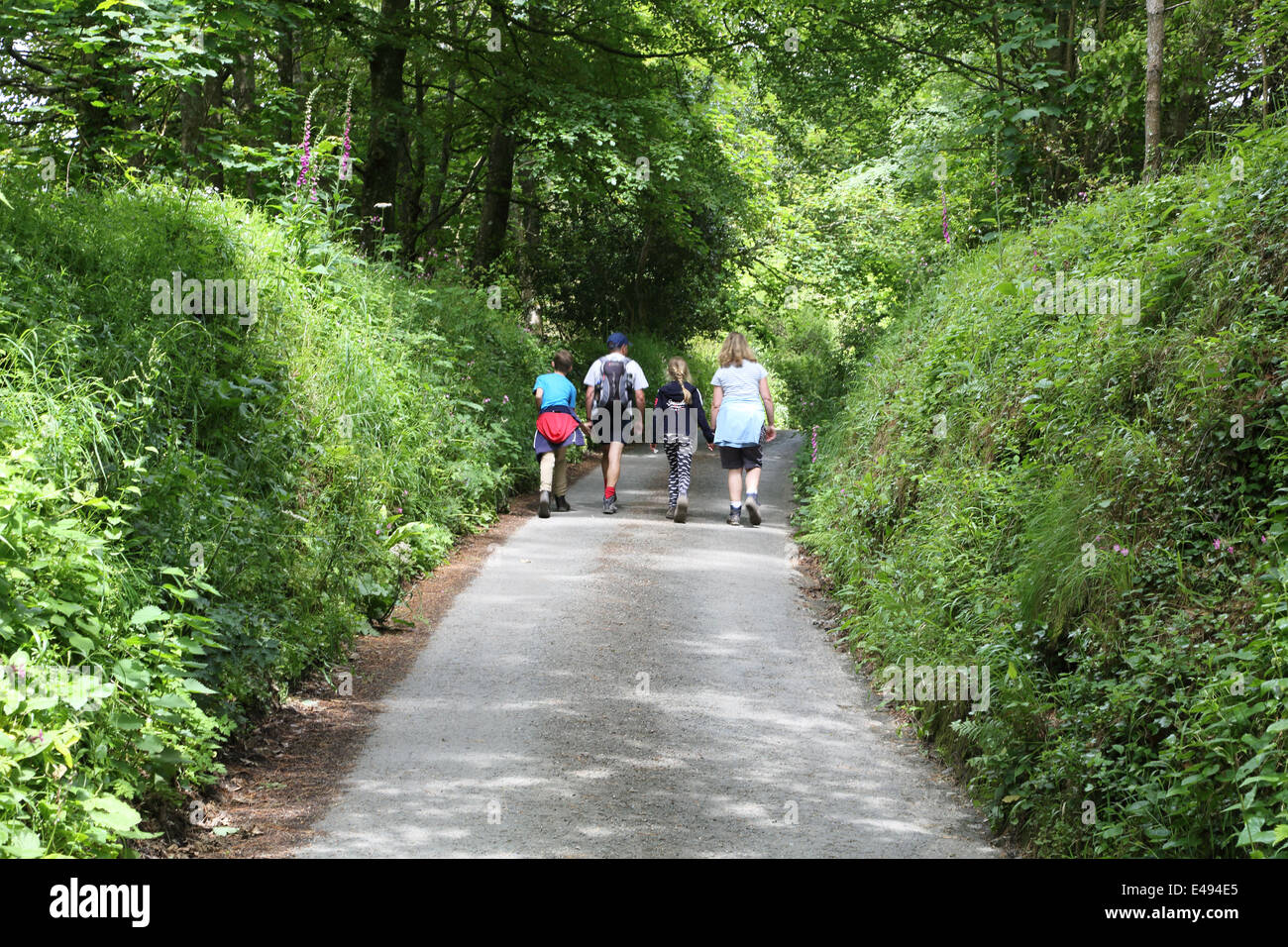 Narrow cornish lane hi-res stock photography and images - Alamy