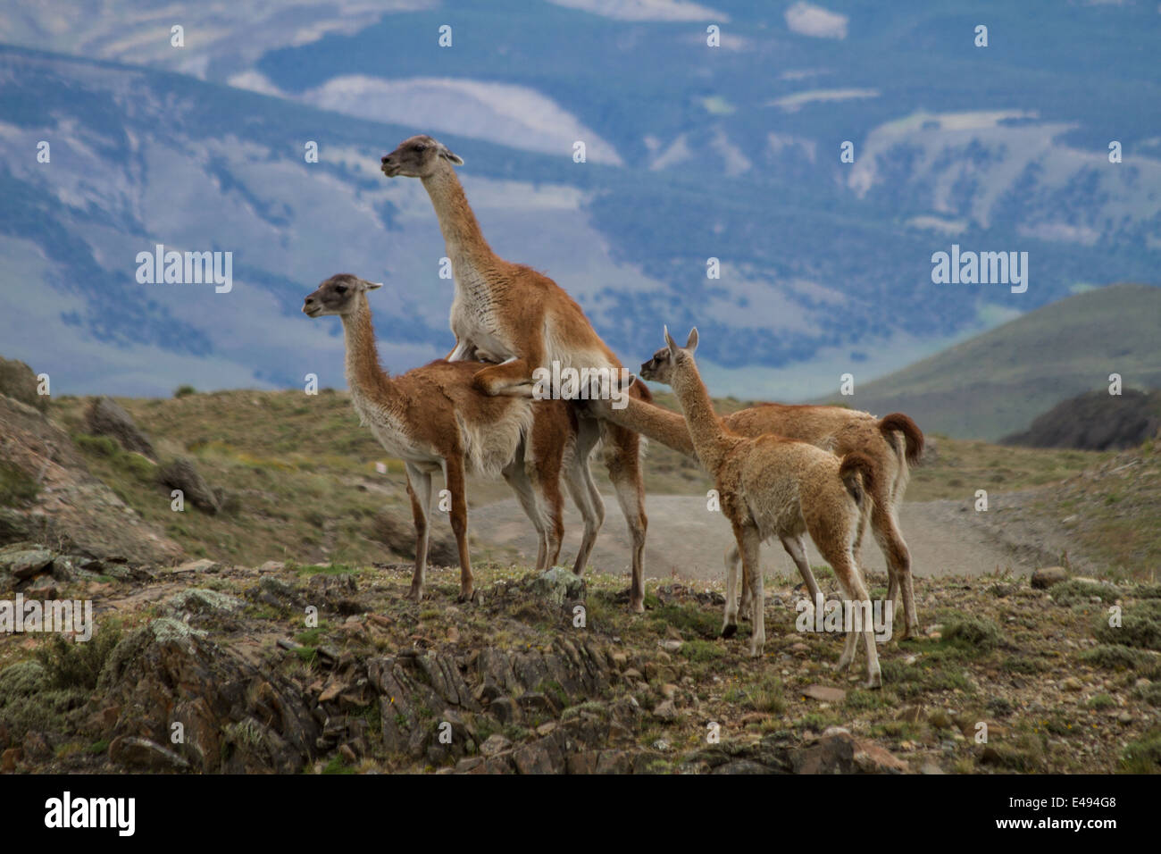 Guanacos mating in Torres del Paine national park in Patagonia, Chile ...