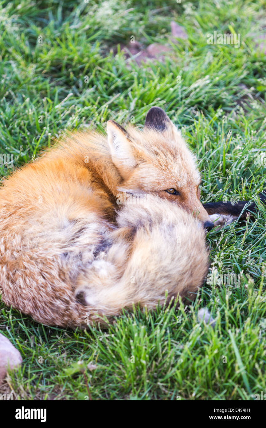 Red fox laying hi-res stock photography and images - Alamy