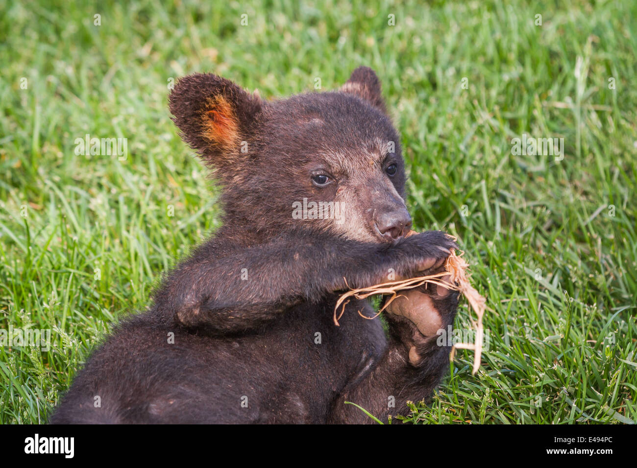 Cute Black Bear Cubs