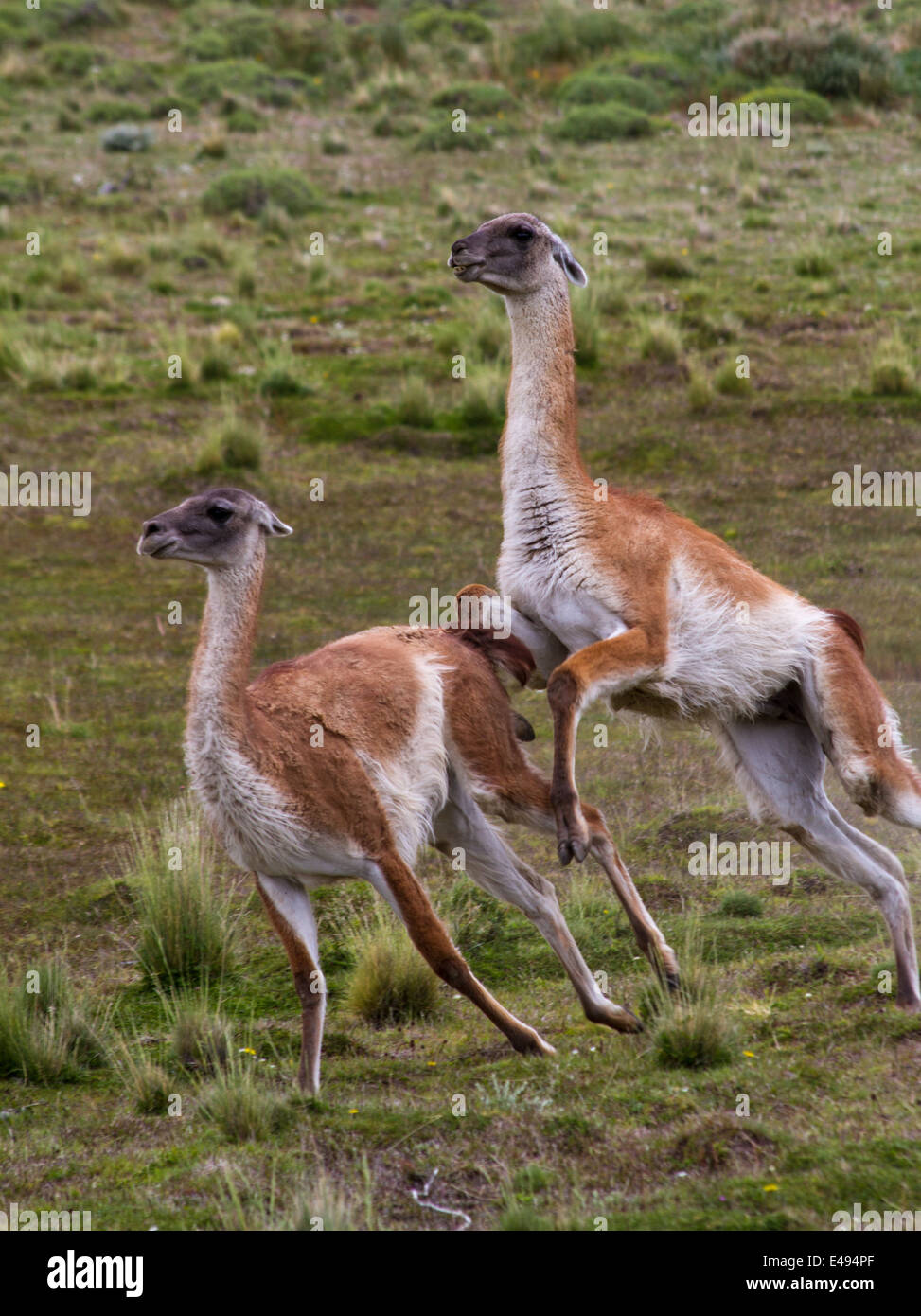 Mamals mating hi-res stock photography and images - Alamy