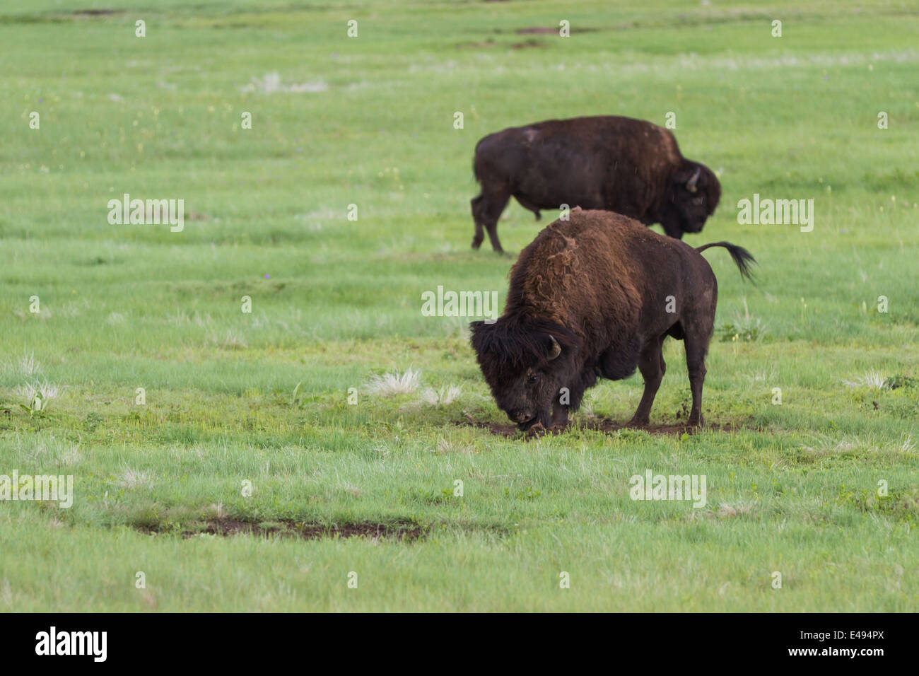 Native American Digging High Resolution Stock Photography and Images ...