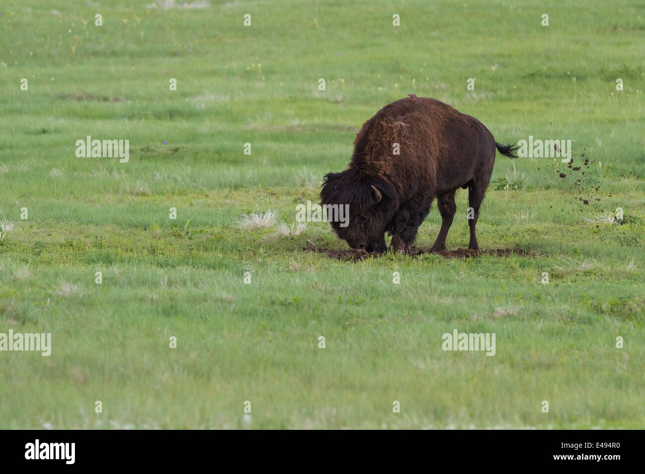 large adult male american buffalo or bison digging up dirt form the ...