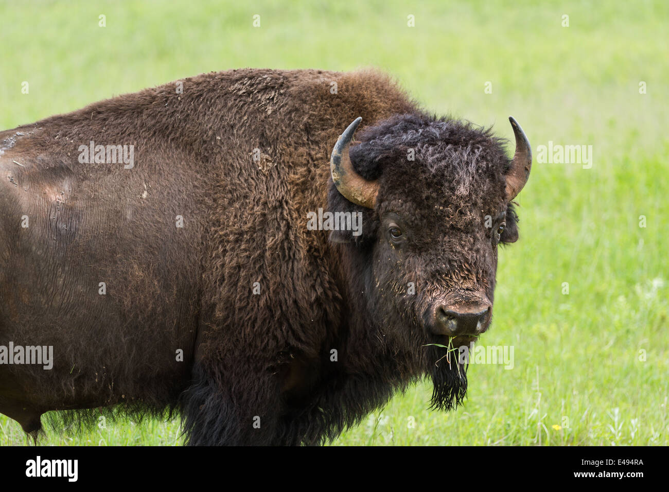 large adult male american buffalo or bison standing on the green ...