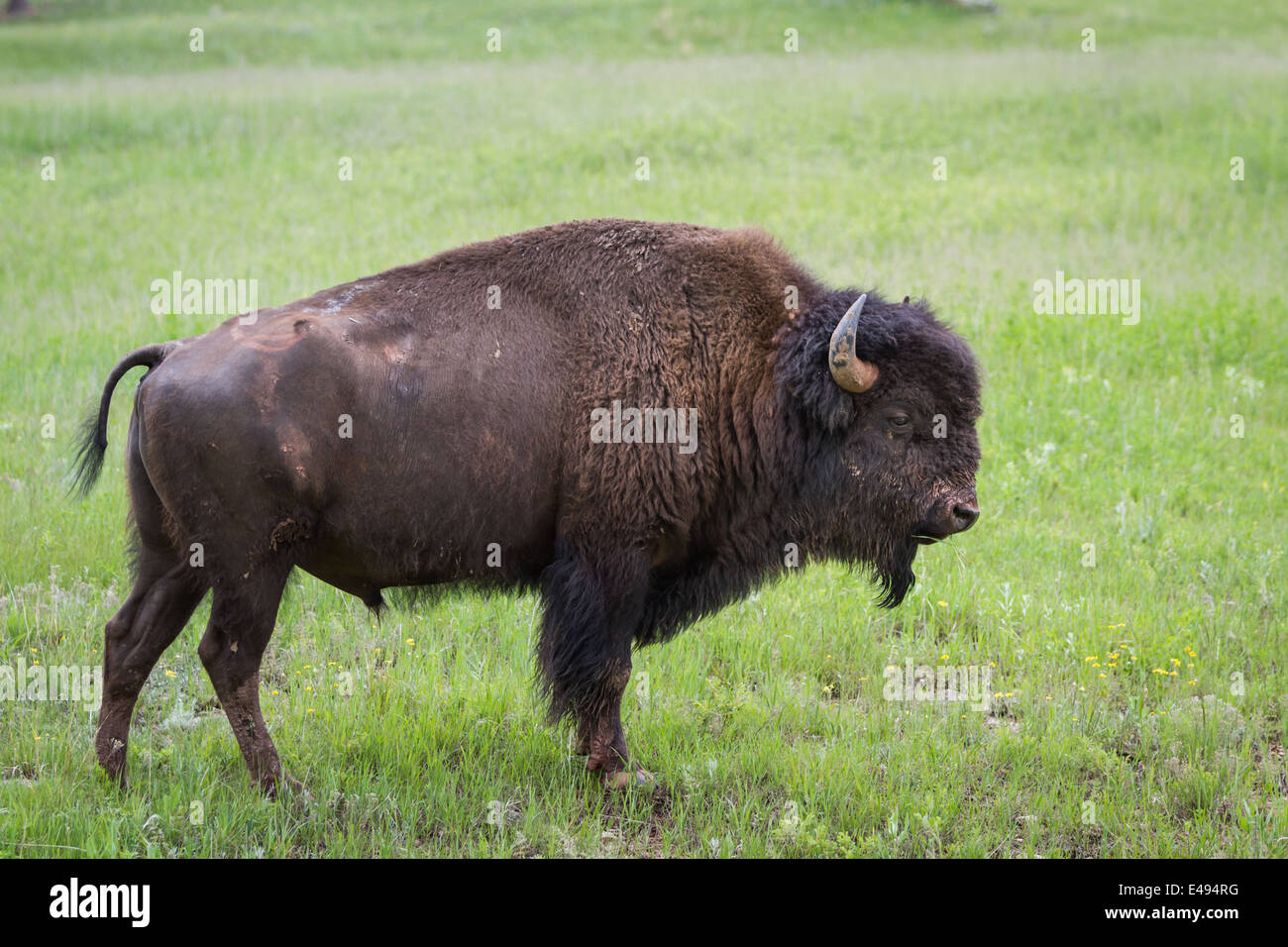 large adult male american buffalo or bison standing on the green ...