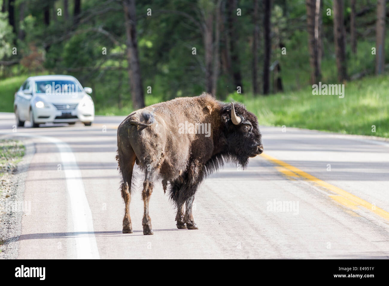 Driving buffalo hi-res stock photography and images - Alamy
