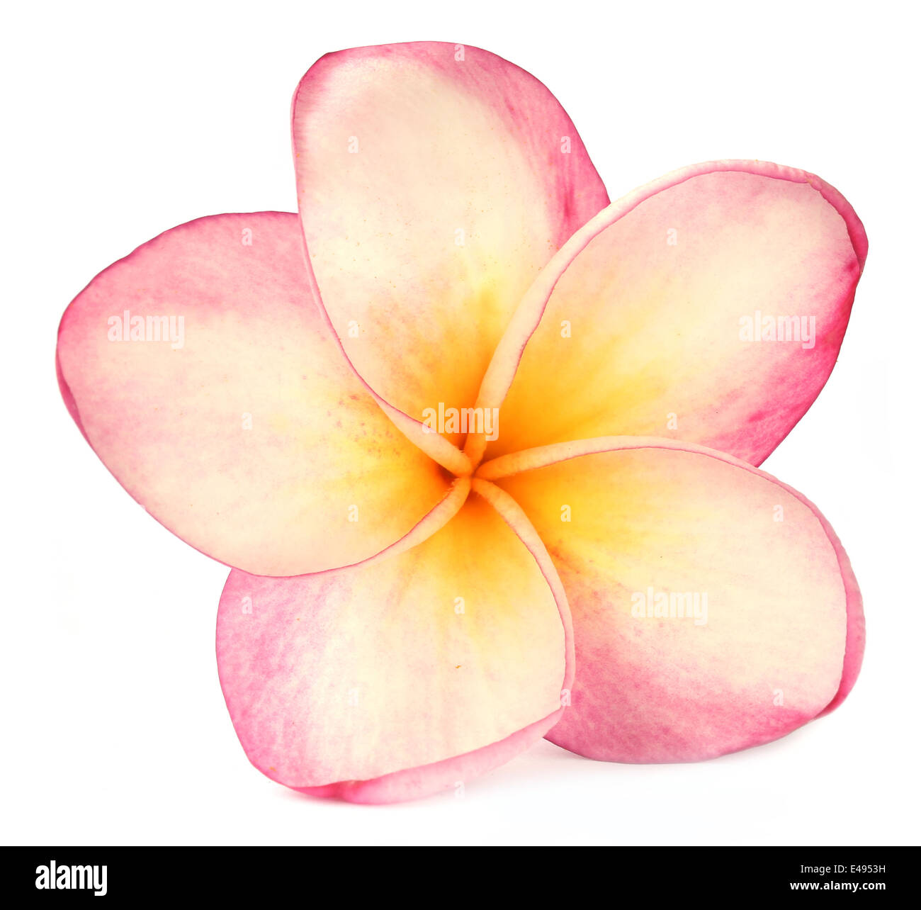 Frangipani over white background Stock Photo - Alamy