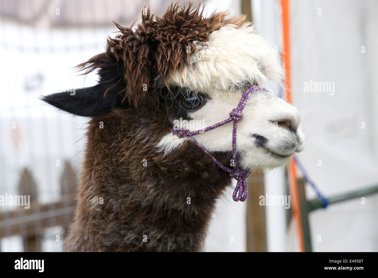 Suri alpaca hi-res stock photography and images - Alamy