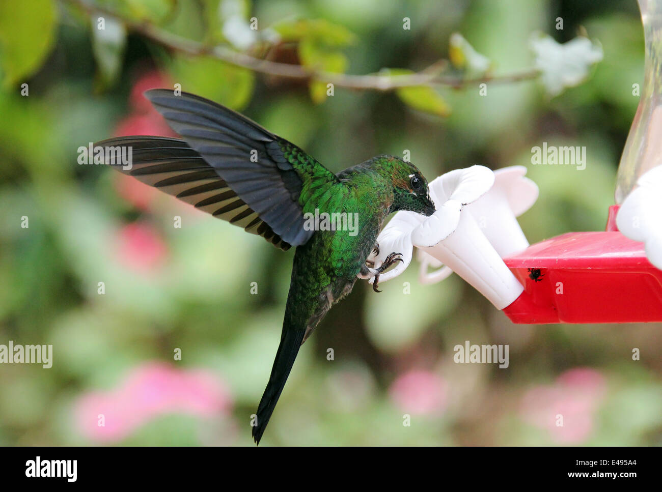 Costa rican hummingbird hi-res stock photography and images - Alamy