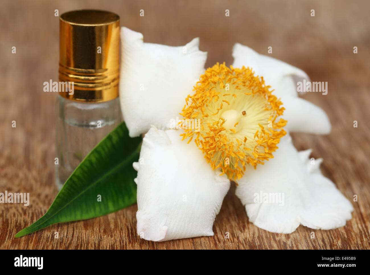 Mesua ferrea or Nageshwar flower of Indian subcontinent with essence ...