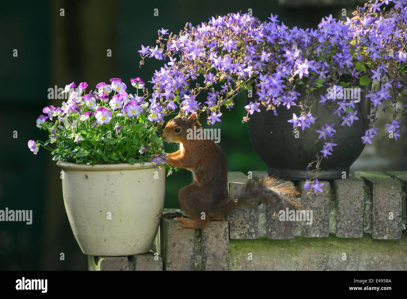 Red Squirrel in a garden between blue flowers and flowerpots on a brick ...