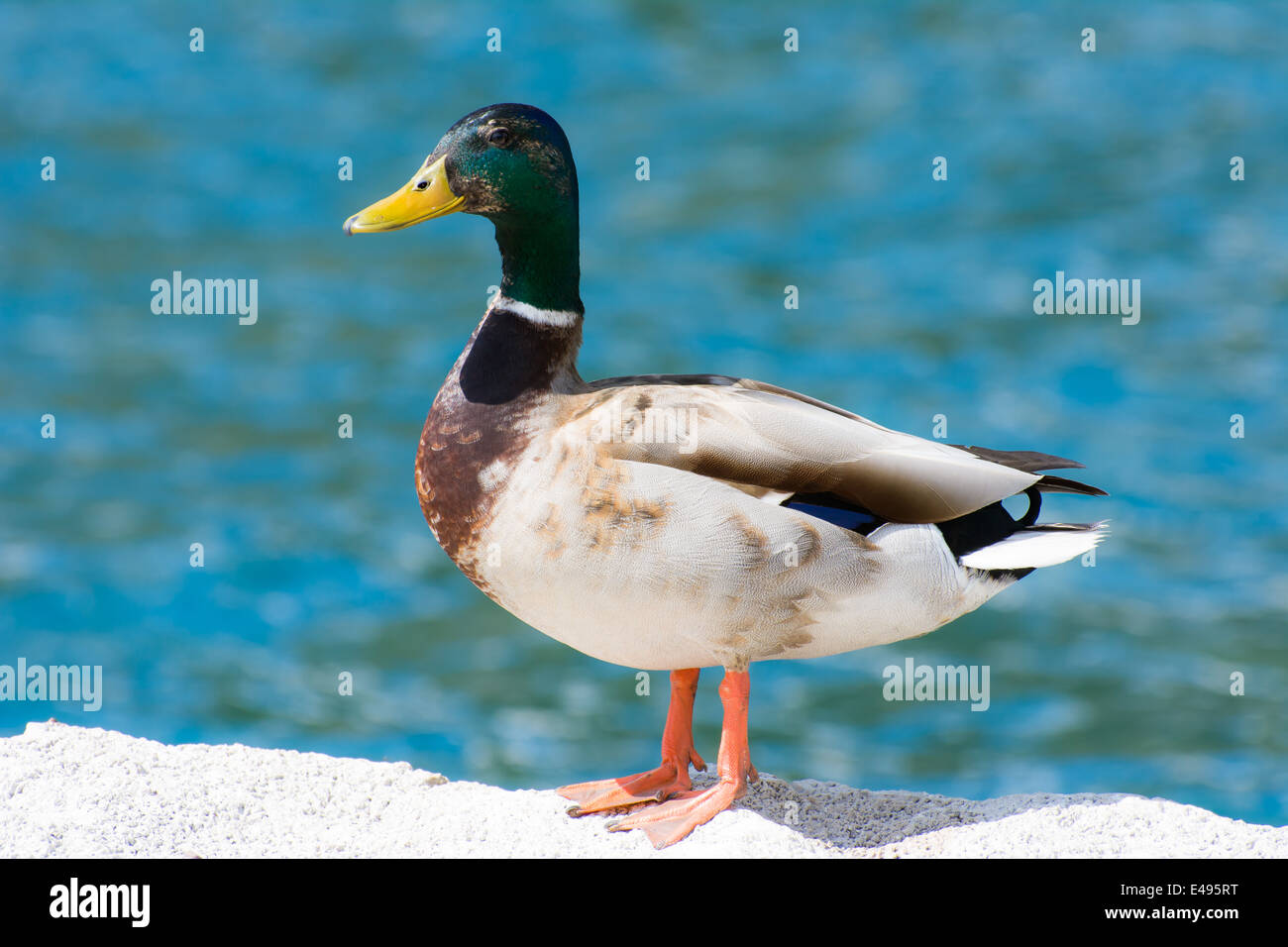Male duck standing hi-res stock photography and images - Alamy