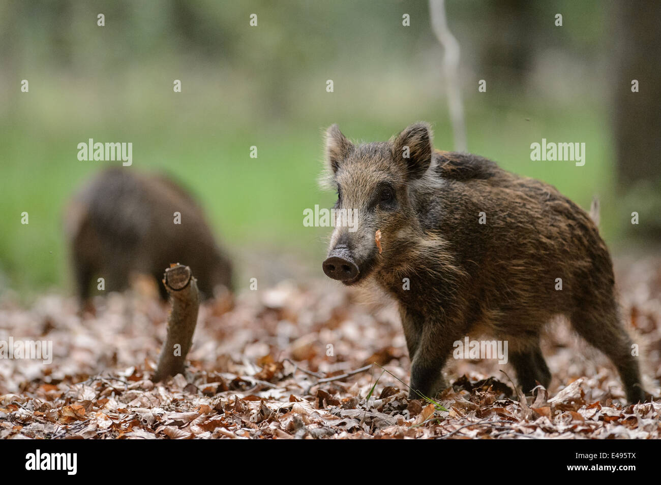 Young wild boar piglets Stock Photo - Alamy