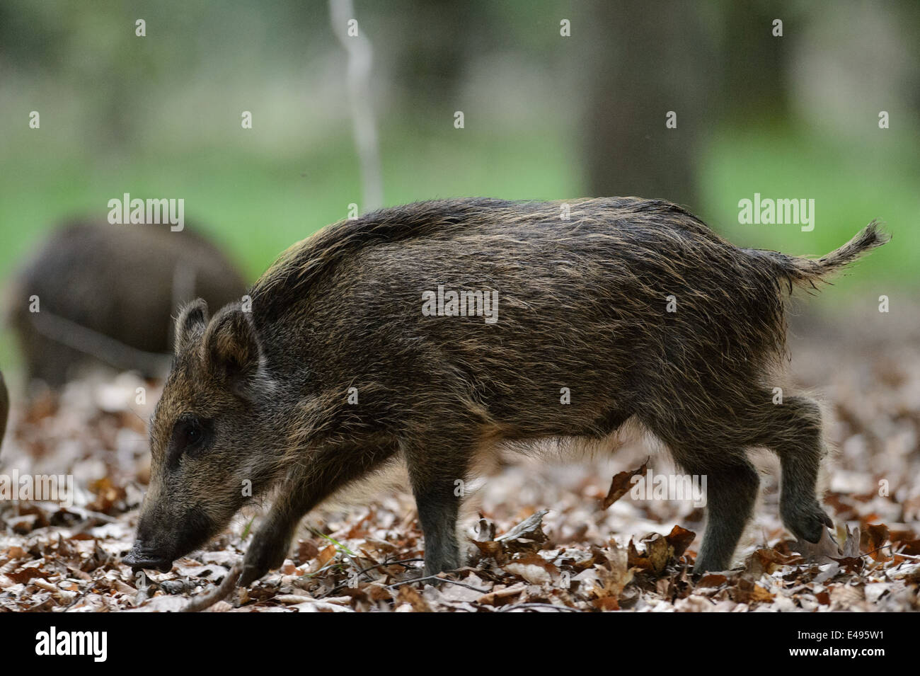 Young wild boar piglets Stock Photo - Alamy