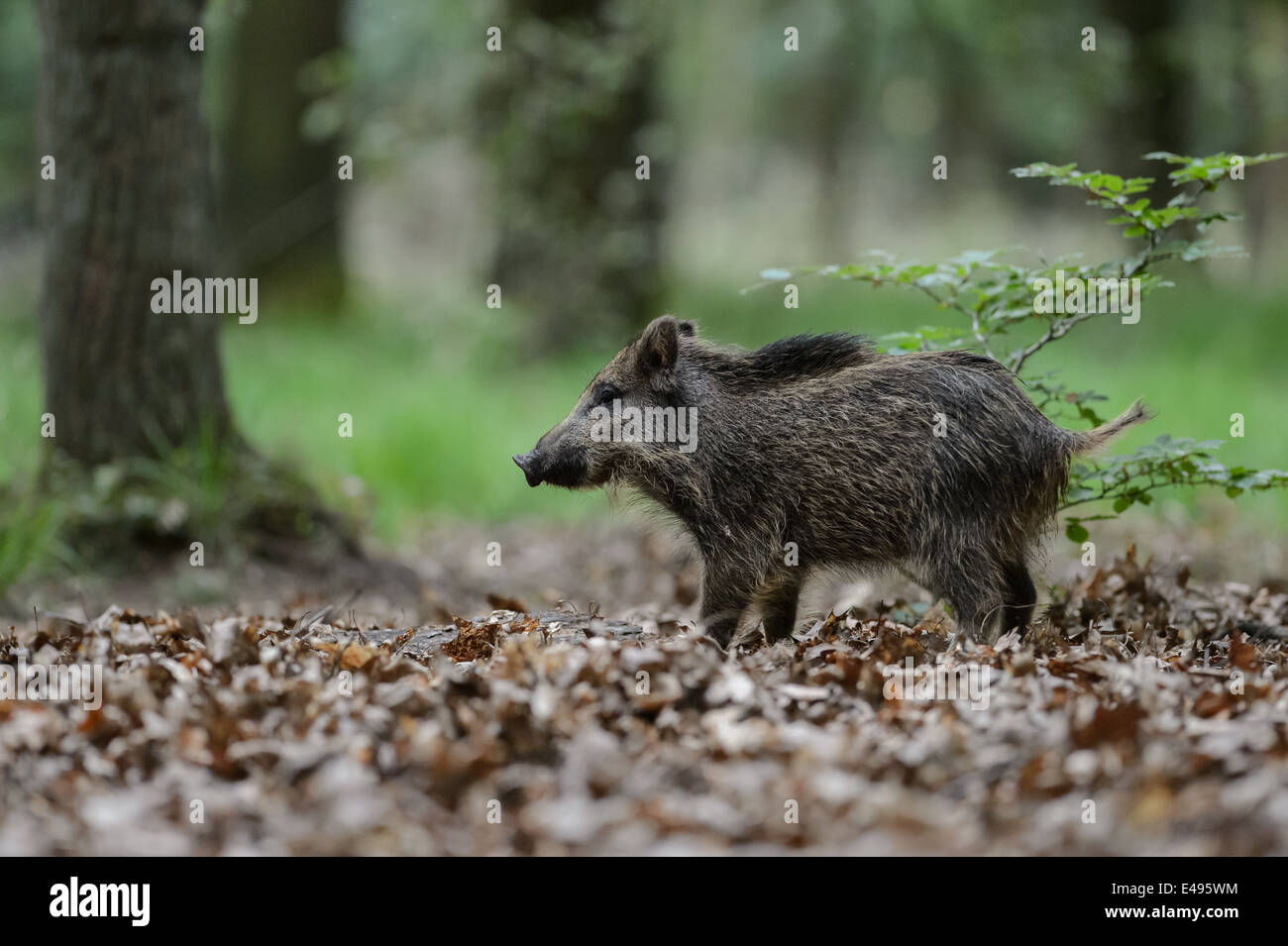 Young wild boar piglet Stock Photo - Alamy