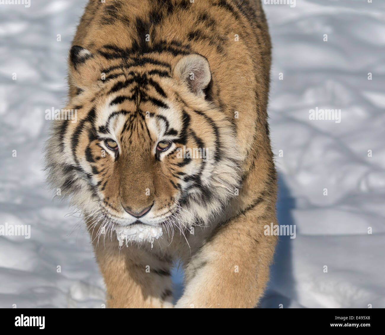 Siberian tiger with ice on its chin hi-res stock photography and images ...