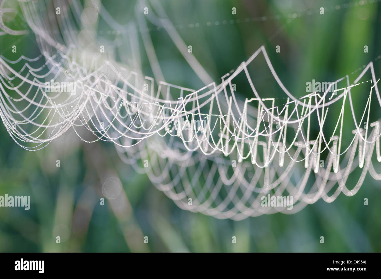 spider web covered with morning dew Stock Photo - Alamy