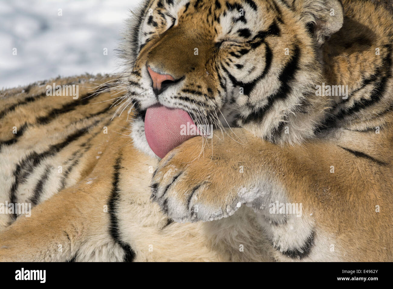 Tiger breeding not seal hi-res stock photography and images - Alamy