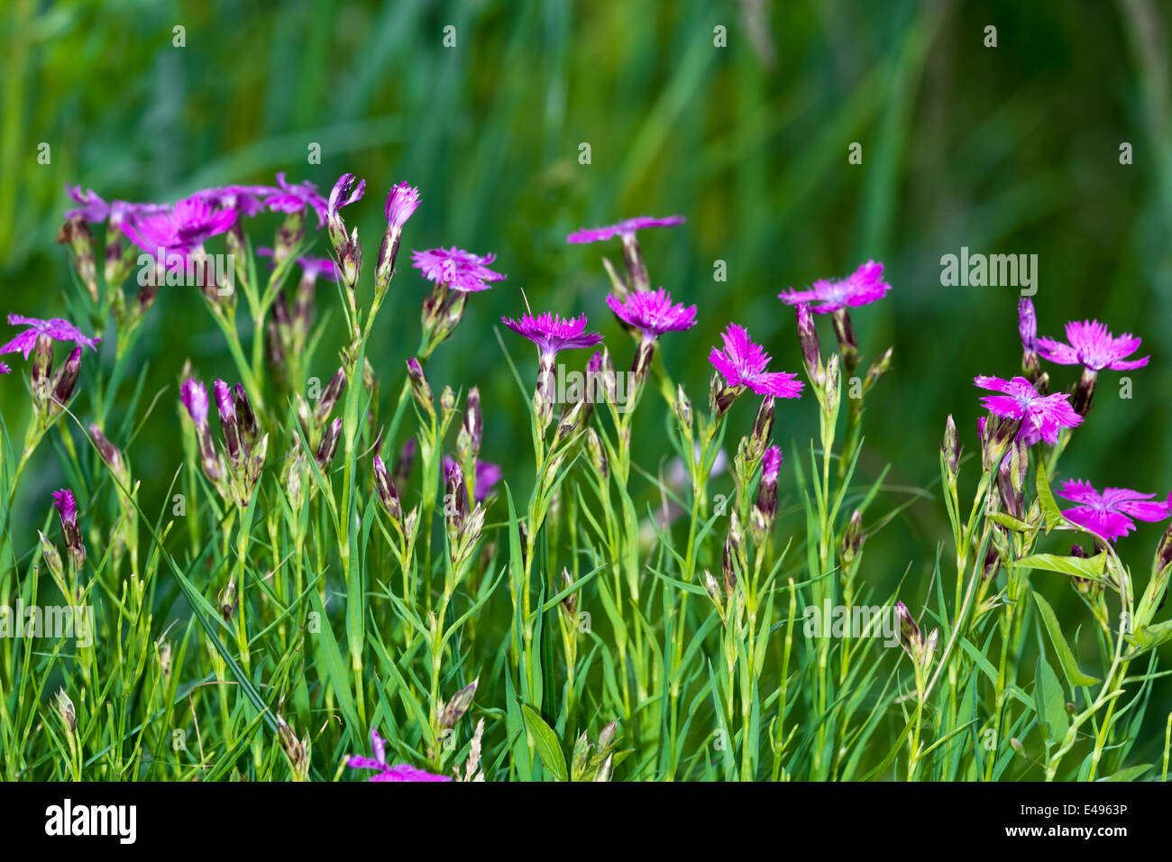 Carnation family hi-res stock photography and images - Alamy