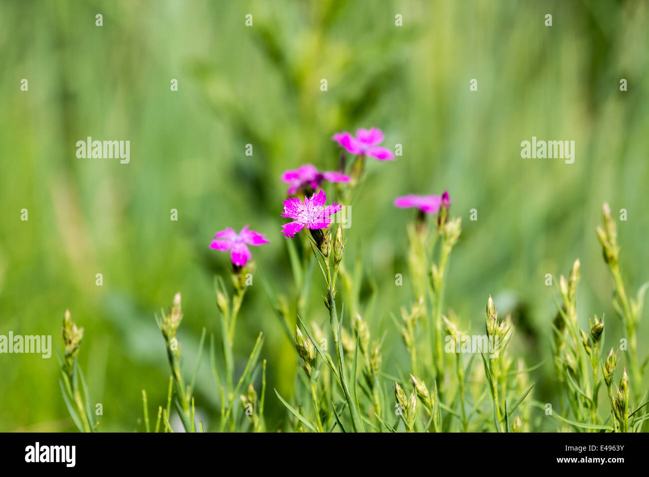 Carnation family hi-res stock photography and images - Alamy