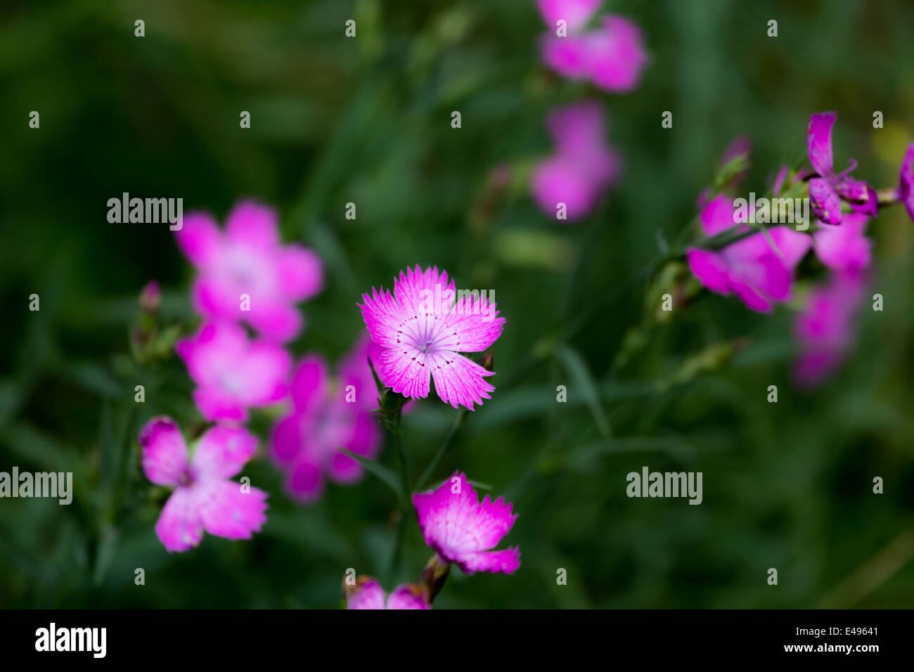 Purple pink carnation hi-res stock photography and images - Alamy