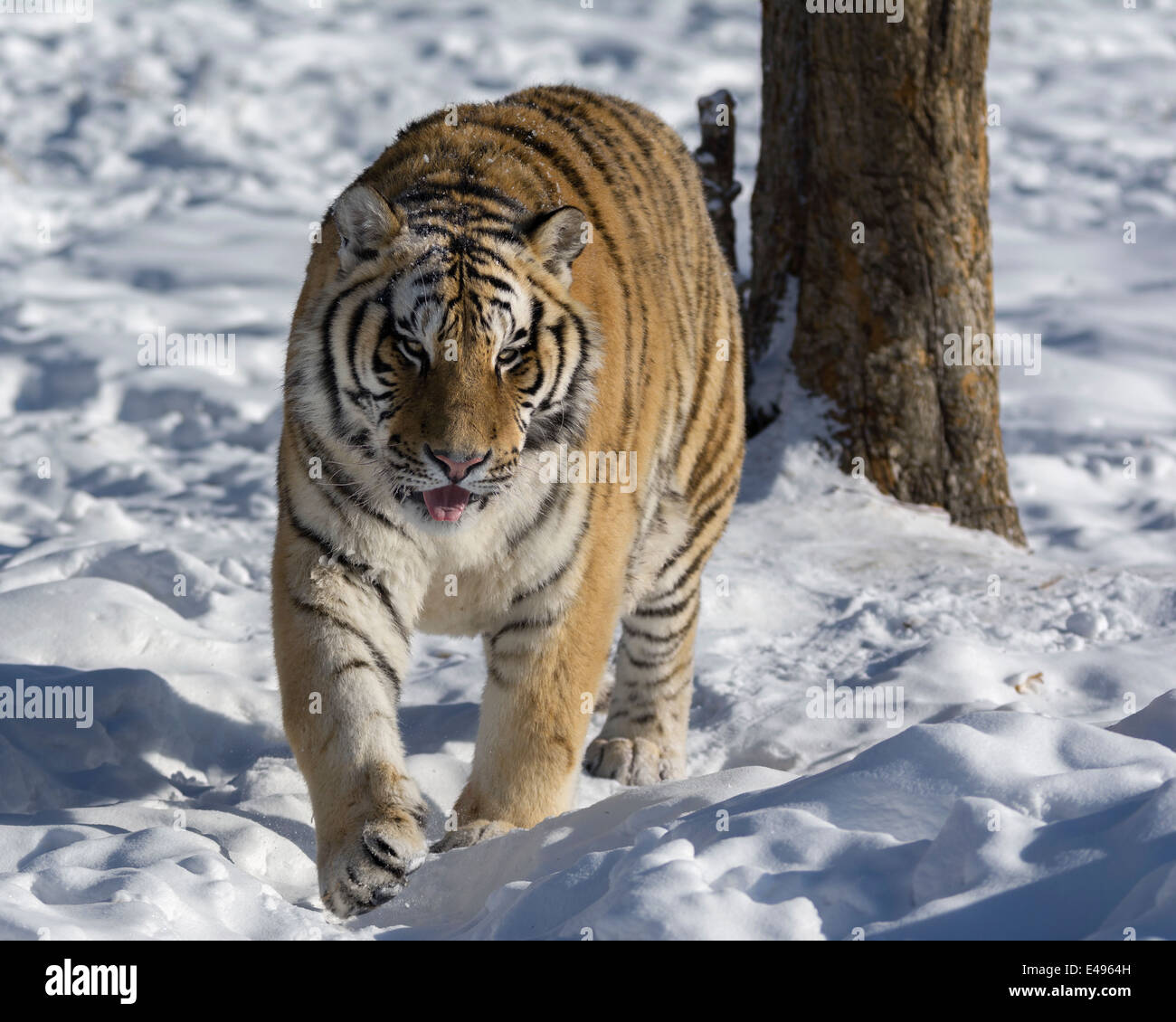 Siberian tiger snow hi-res stock photography and images - Alamy