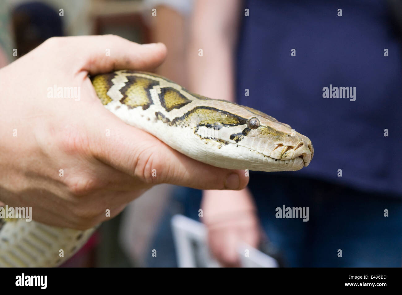 African ball python hi-res stock photography and images - Alamy
