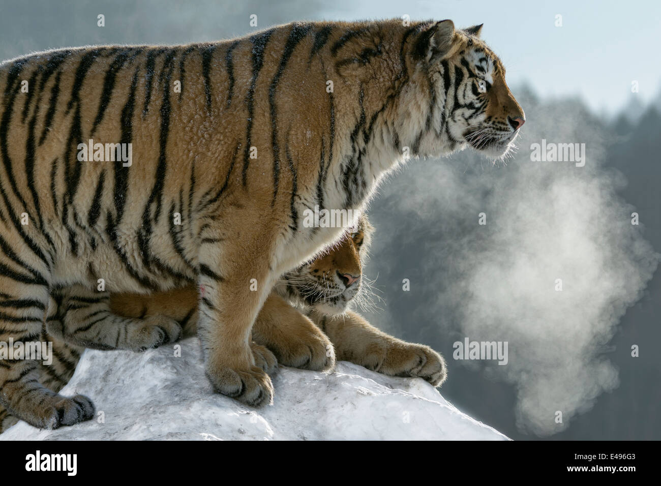 Siberian Tigers High Resolution Stock Photography and Images - Alamy