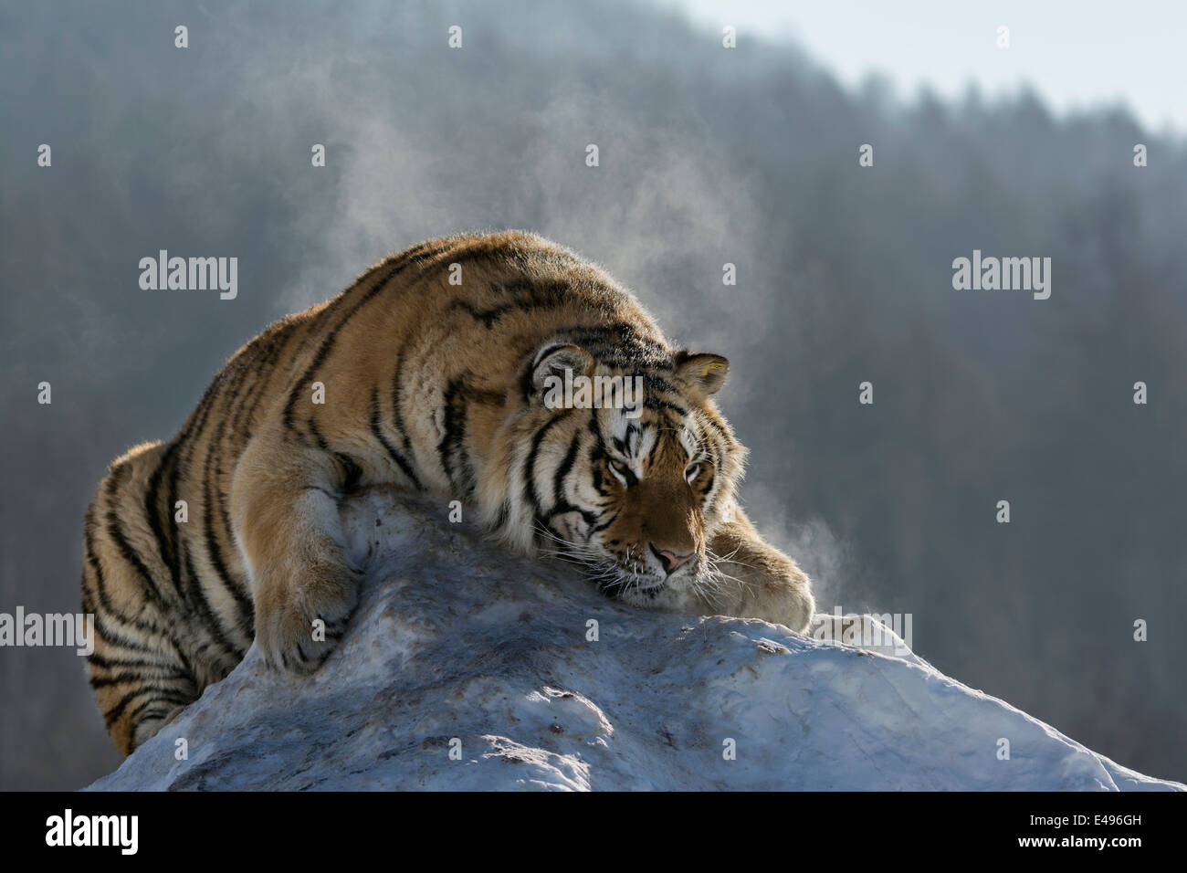 Siberian tiger snow forest hi-res stock photography and images - Alamy