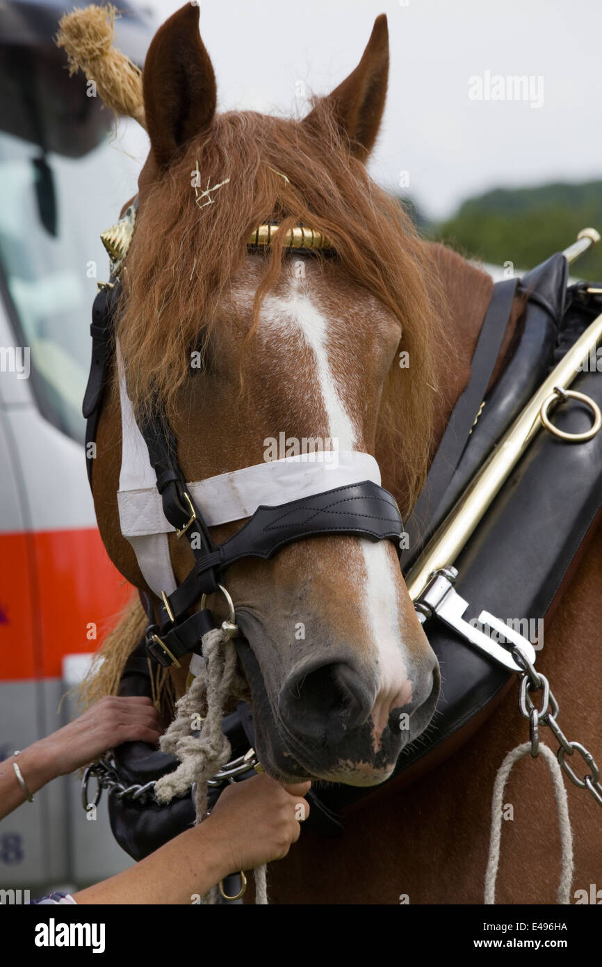 Suffolk punch draft horse hi-res stock photography and images - Alamy