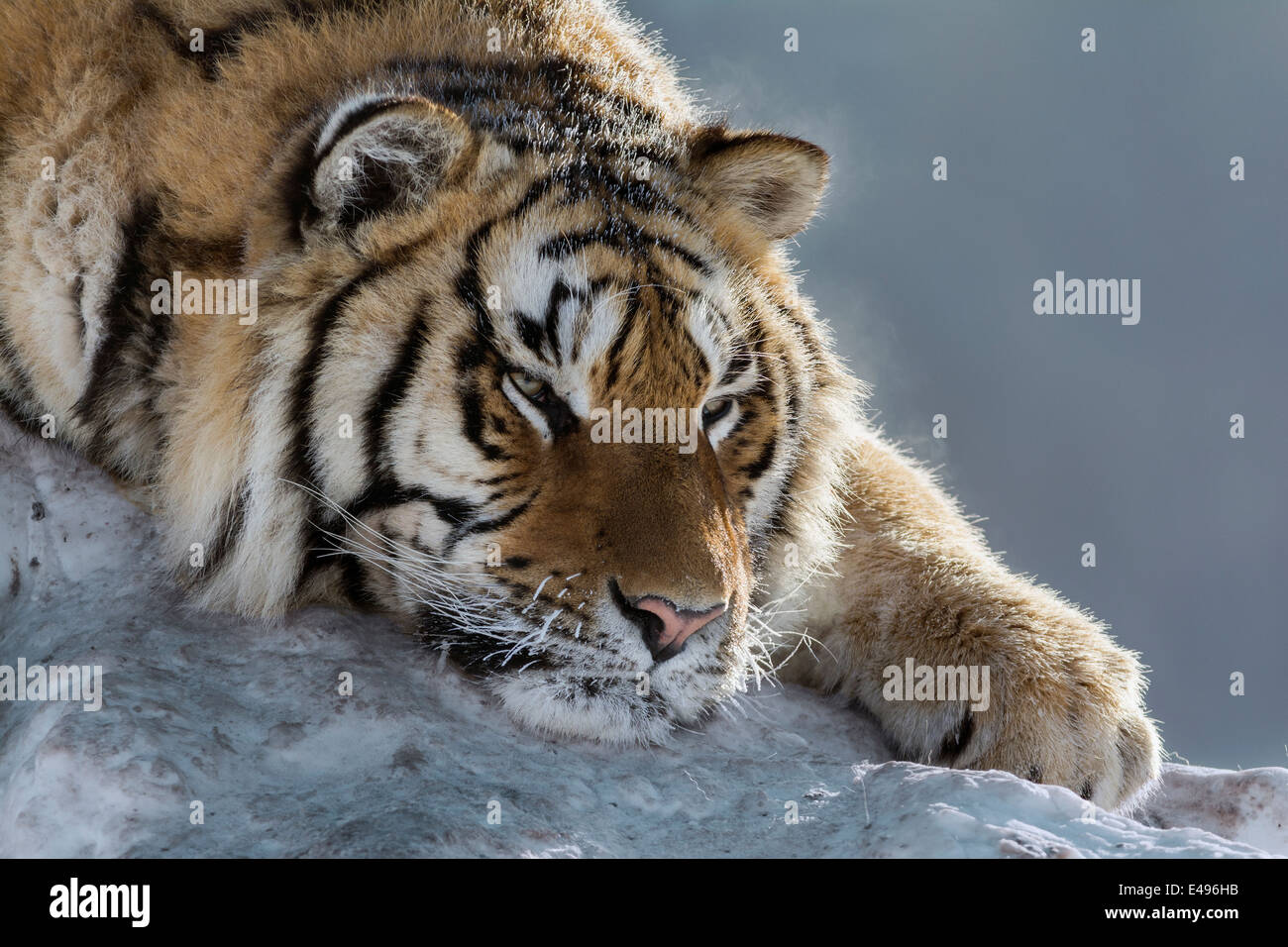 Siberian tiger snow hi-res stock photography and images - Alamy
