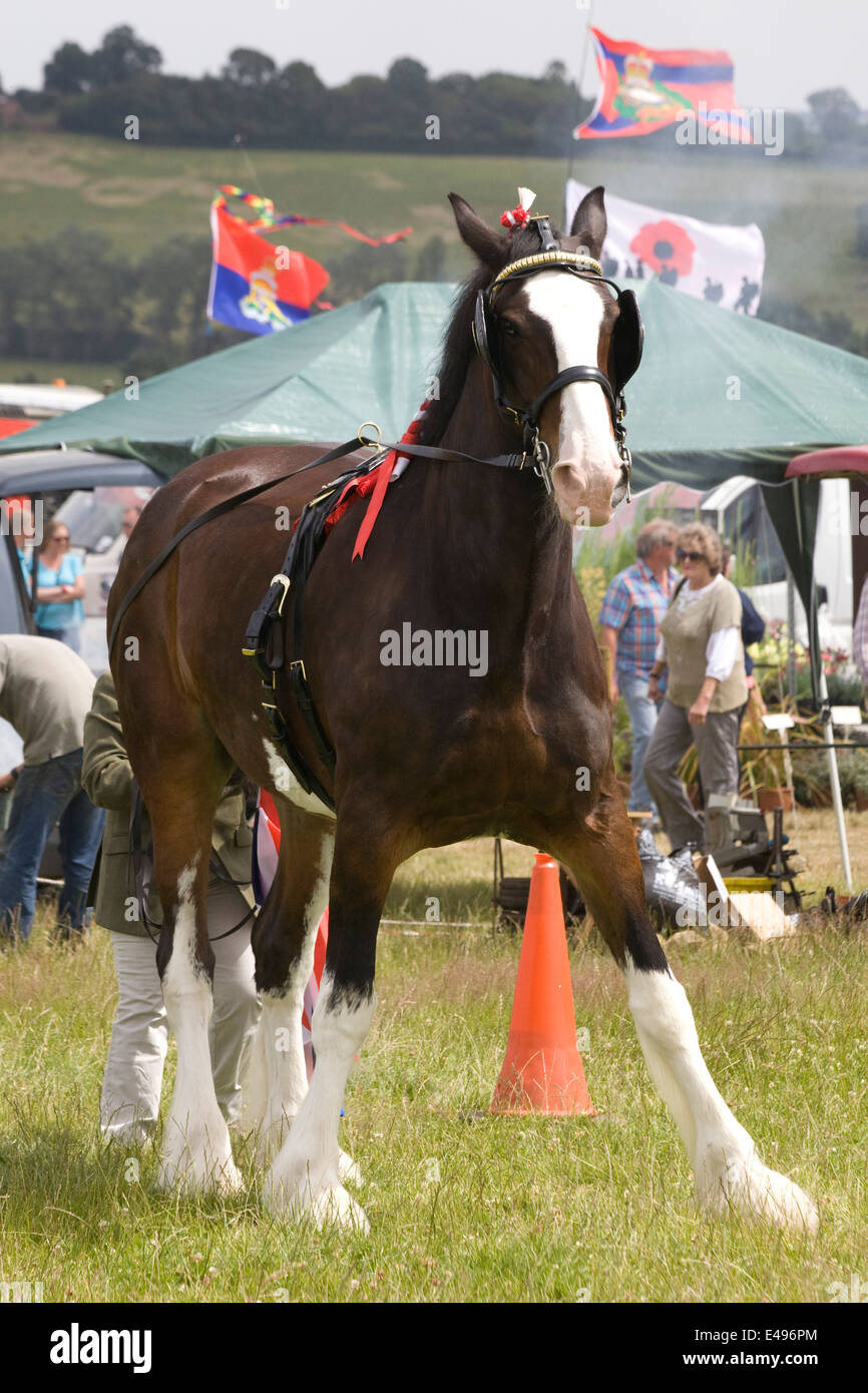 Shire horse in hand hi-res stock photography and images - Alamy