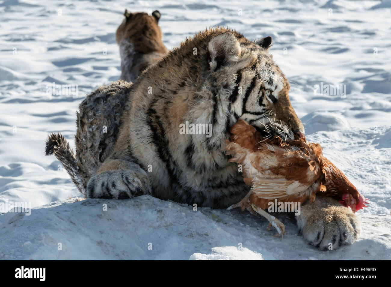 Siberian tiger guarding its dinner hi-res stock photography and images ...