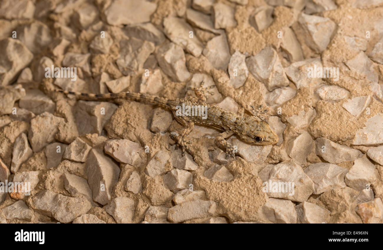 Lizard over stone background Stock Photo - Alamy