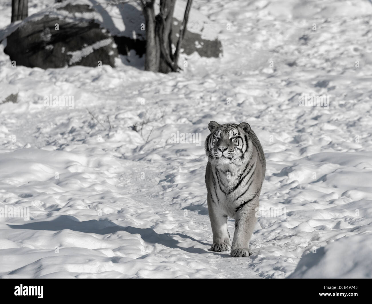 White Tiger Snow High Resolution Stock Photography and Images - Alamy