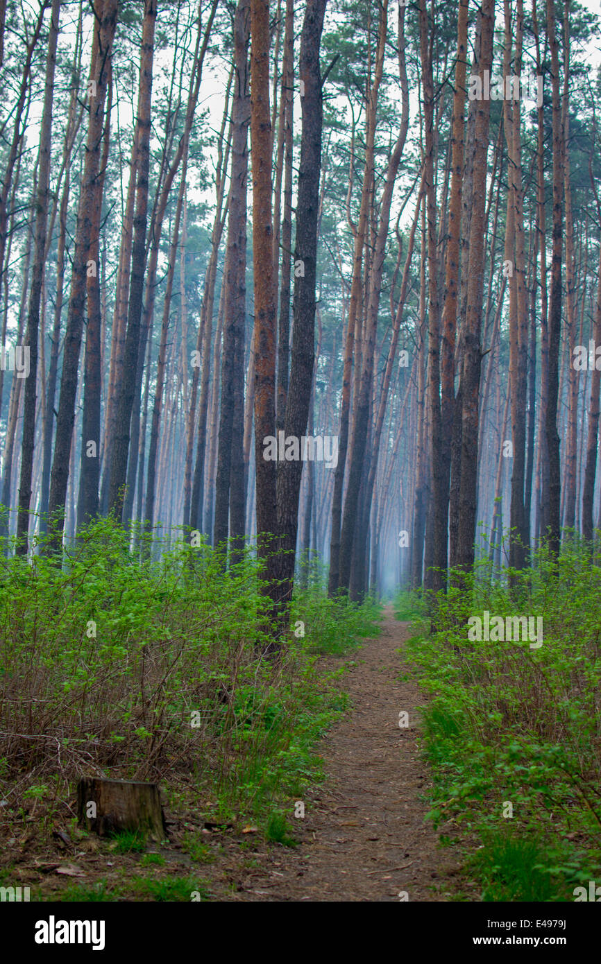 path in a pine forest through the fog Stock Photo - Alamy