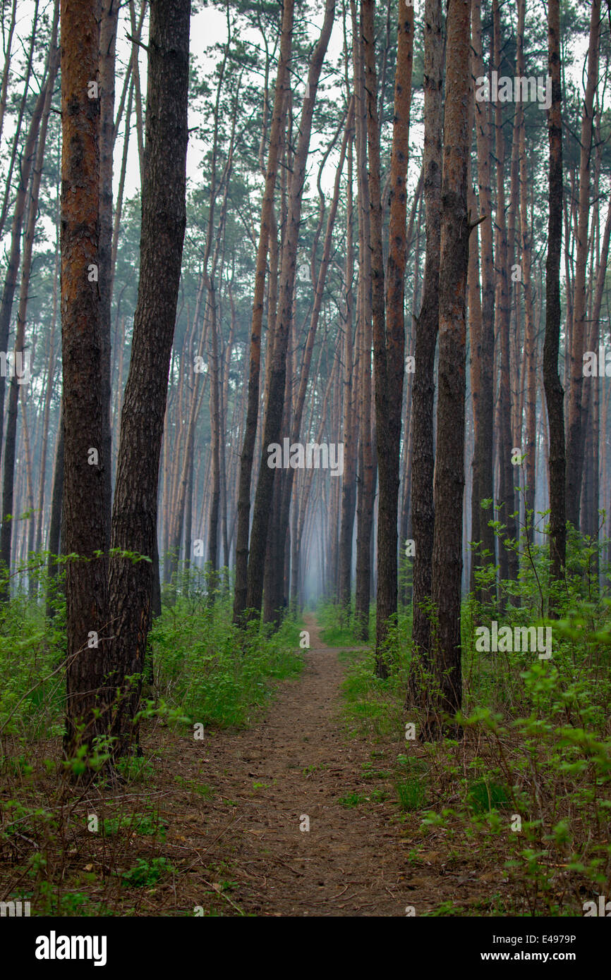 Fog pine hi-res stock photography and images - Alamy