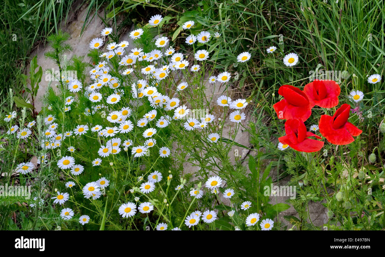 Colorful wildflowers blossoming in field, Razgrad, Bulgaria Stock Photo ...