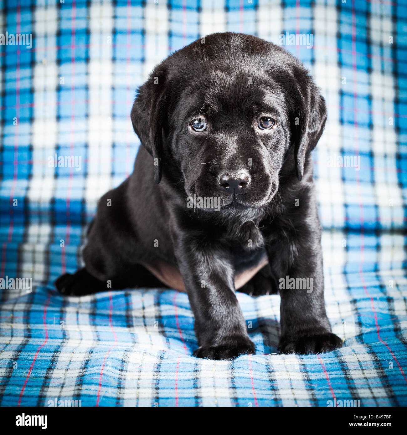 Beautiful Black Labrador Puppy Dog Sitting On Blue Plaid Background ...