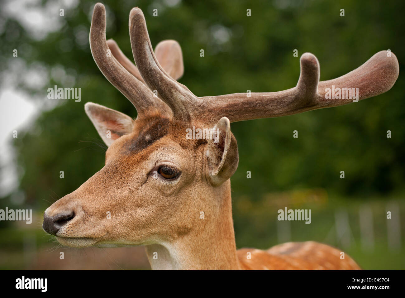 Deer close portrait antler hi-res stock photography and images - Alamy