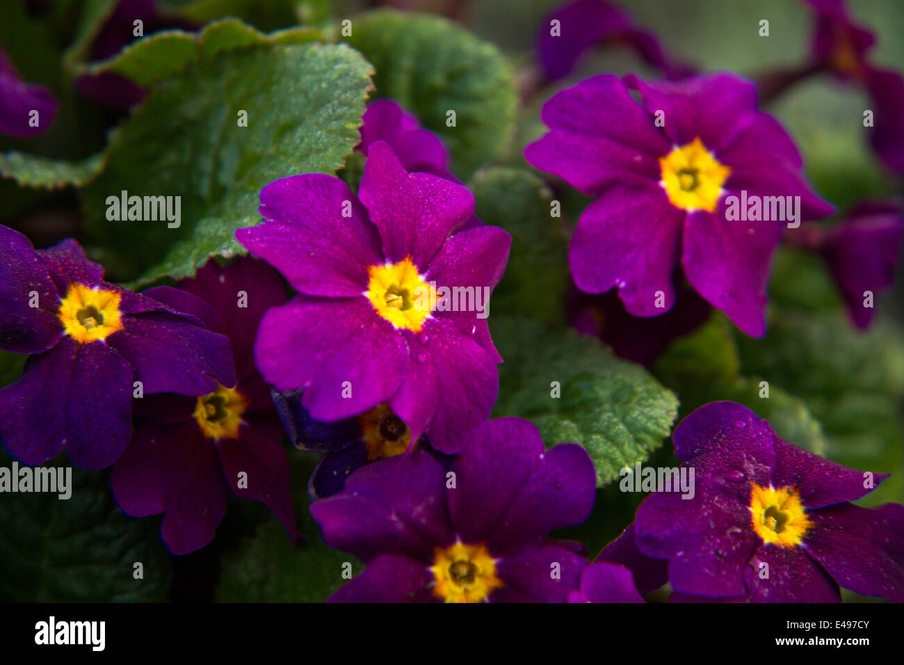 Several purple primrose flowers among green leaves Stock Photo - Alamy