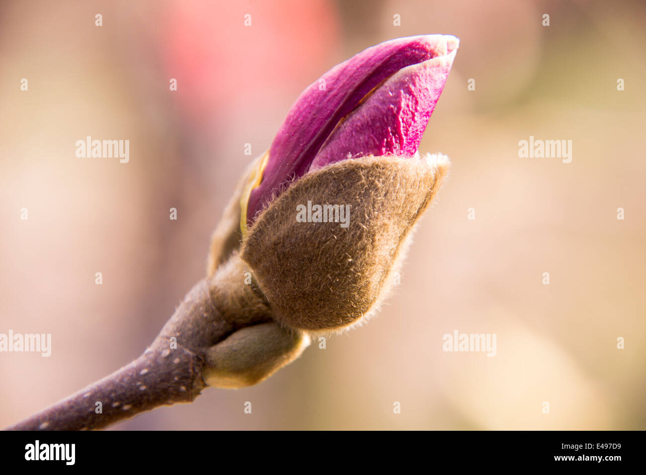 Magnolia bud hi-res stock photography and images - Alamy