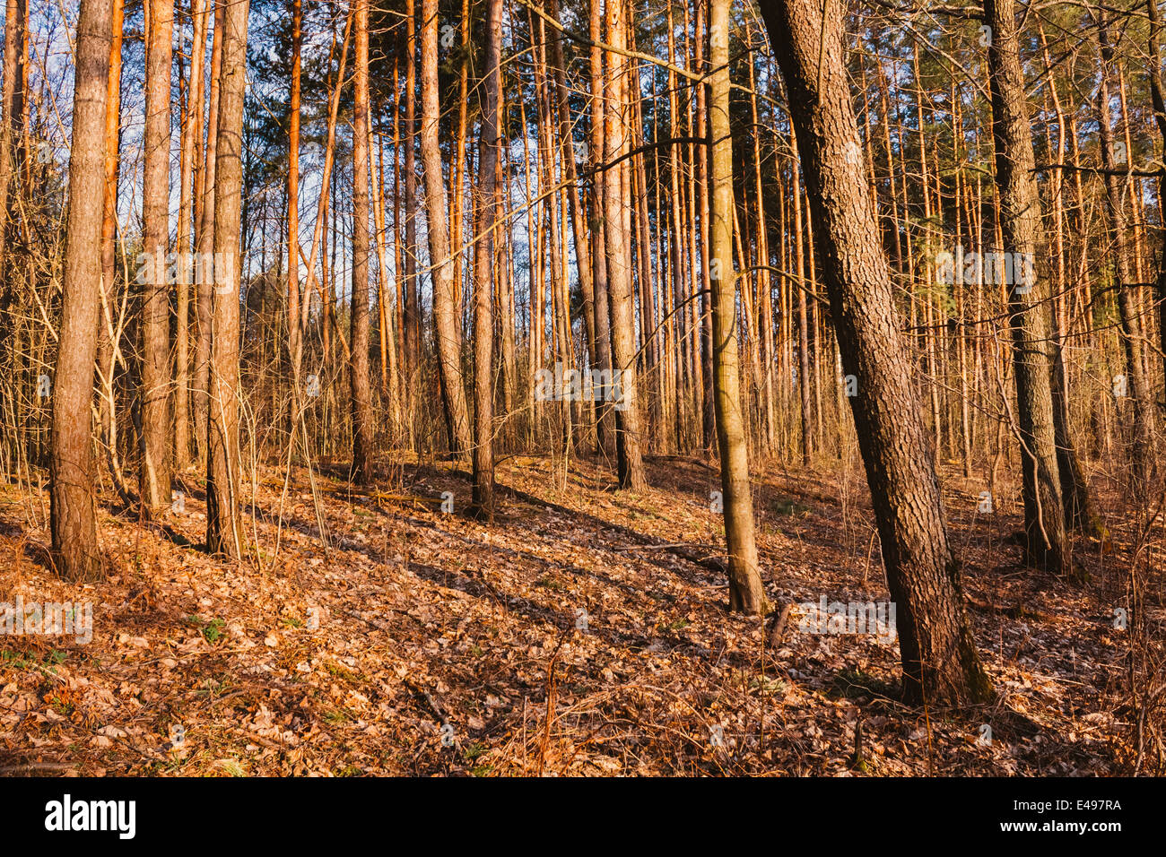 Spring Nature. Beautiful Landscape. Tranquil Background Trees In Spring ...