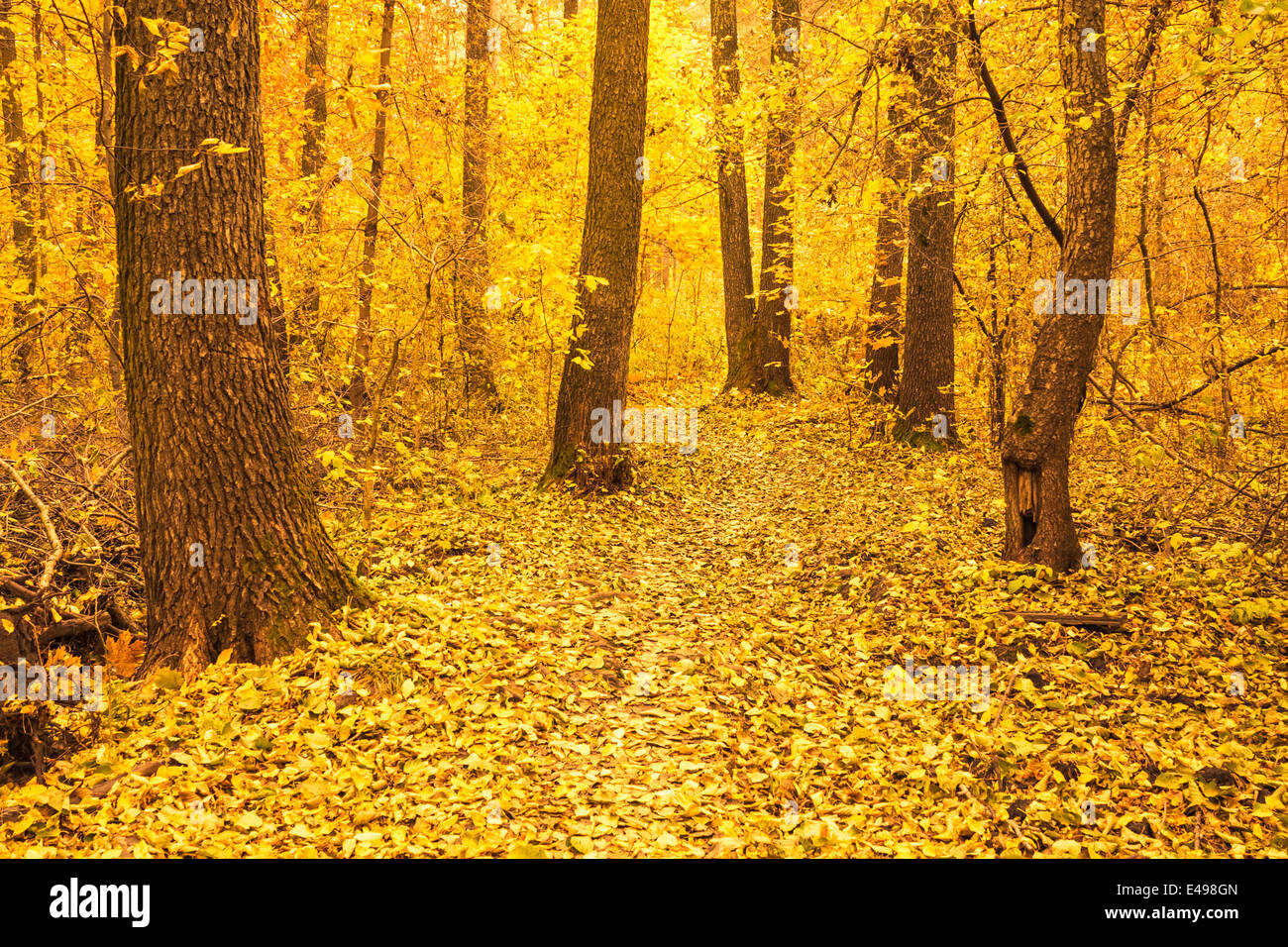 Path road way pathway with trees on a sunny day in autumn yellow forest ...
