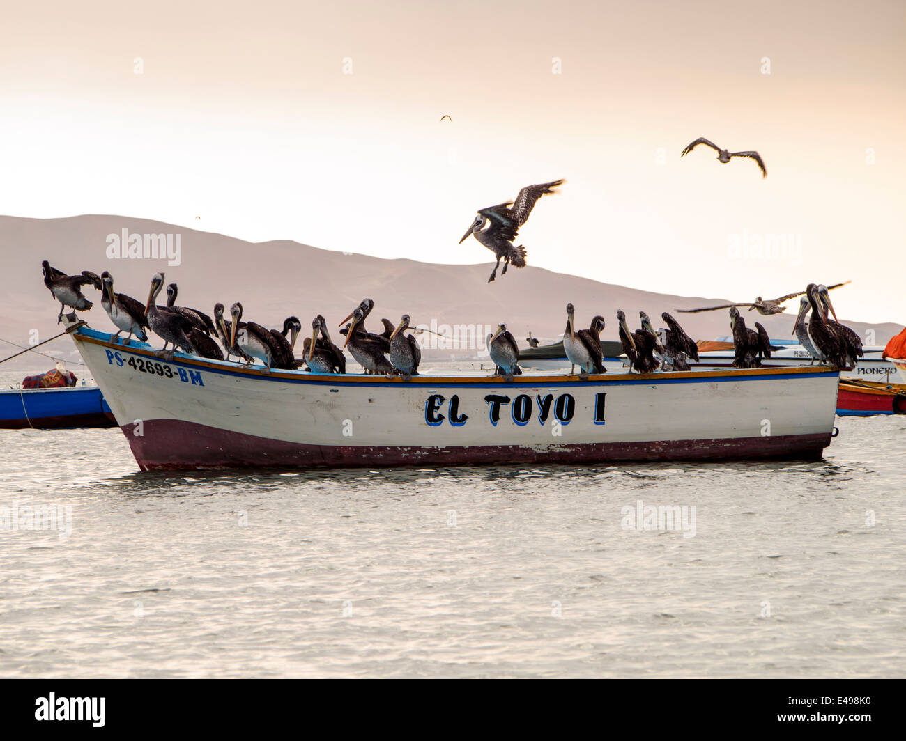 Pelicans over a fishing boat - Paracas, Peru Stock Photo - Alamy