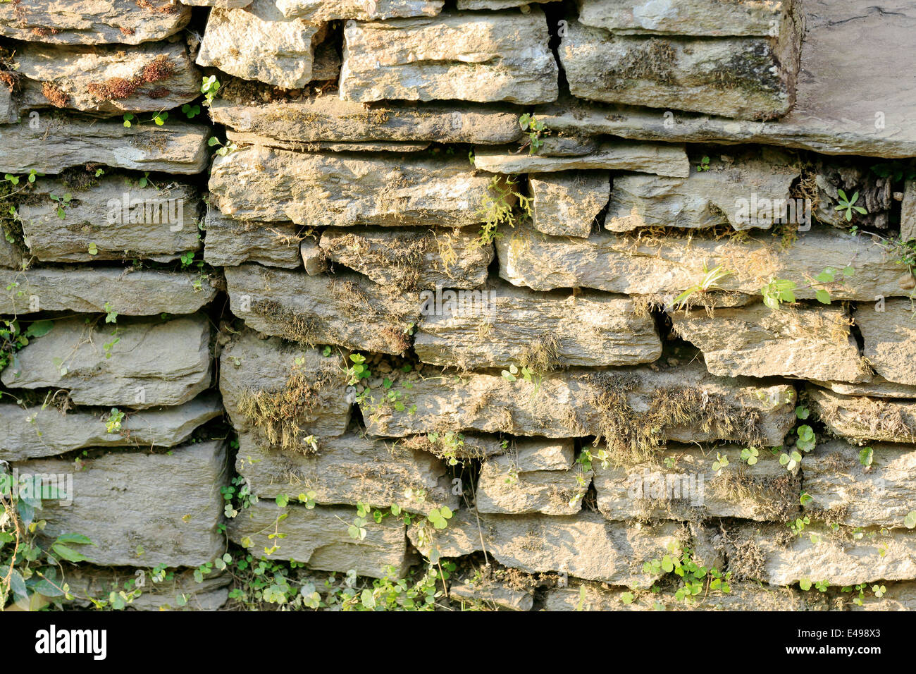 Warm zone plant hi-res stock photography and images - Alamy