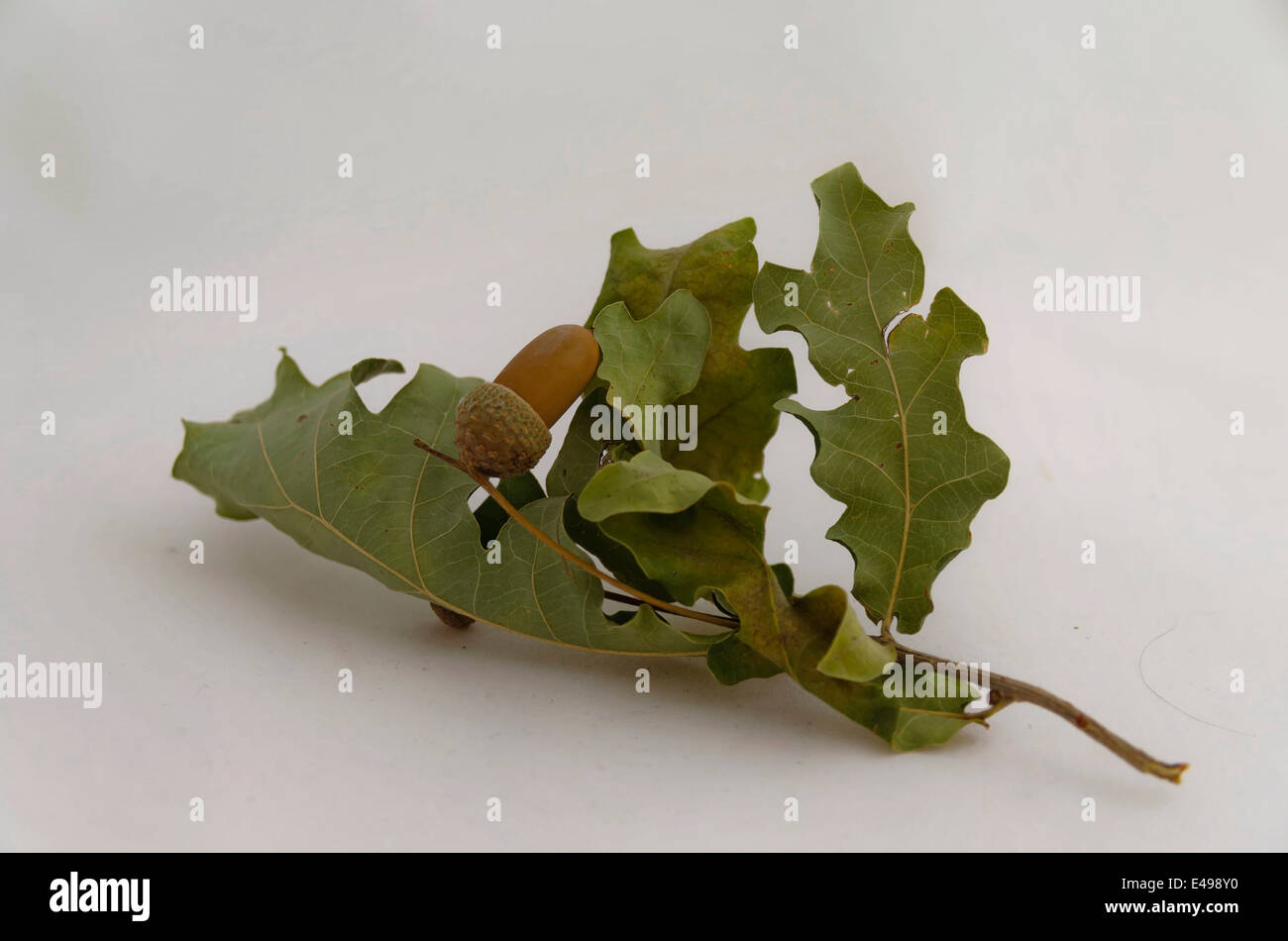 Oak twig hi-res stock photography and images - Alamy