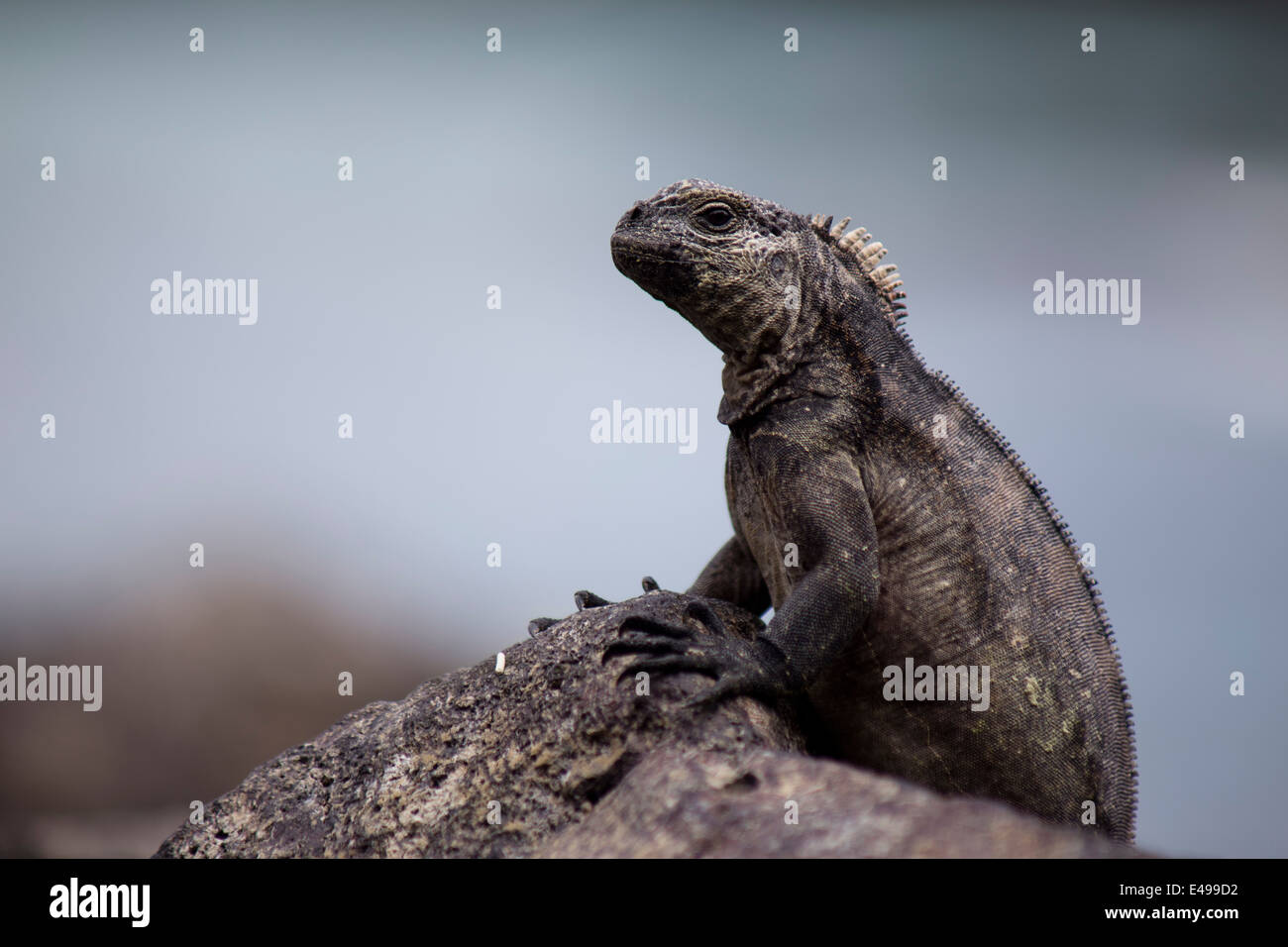 Animales reptiles hi-res stock photography and images - Alamy