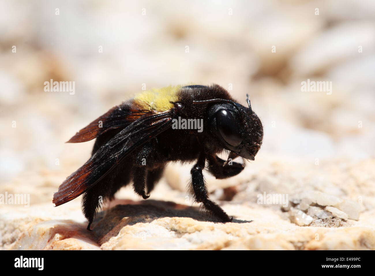 Close up of a dead wasp or bee isolated against a light background ...